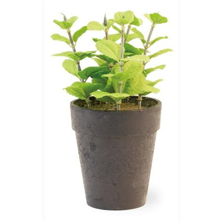 5 Dia. x 8.5 in. Plastic Potted Basil | Walmart Canada