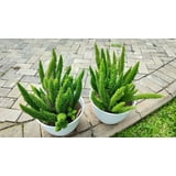 10 * Seeds EMERALD ASPARAGUS FERN A. Densiflorus Mazeppa Houseplant ...