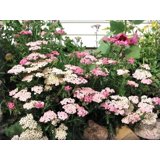 500 Mixed Summer Yarrow Achillea Millefolium Herb Flower Seeds ...