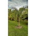 Queen Palm - Live Plant in an 10 Inch Growers Pot - 3 to 4 Feet Tall ...