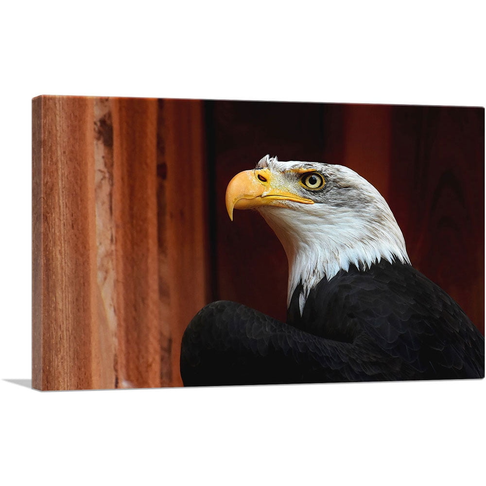 ARTCANVAS American Bald Eagle Canvas Art Print - Size: 18" x 12" (0.75 ...