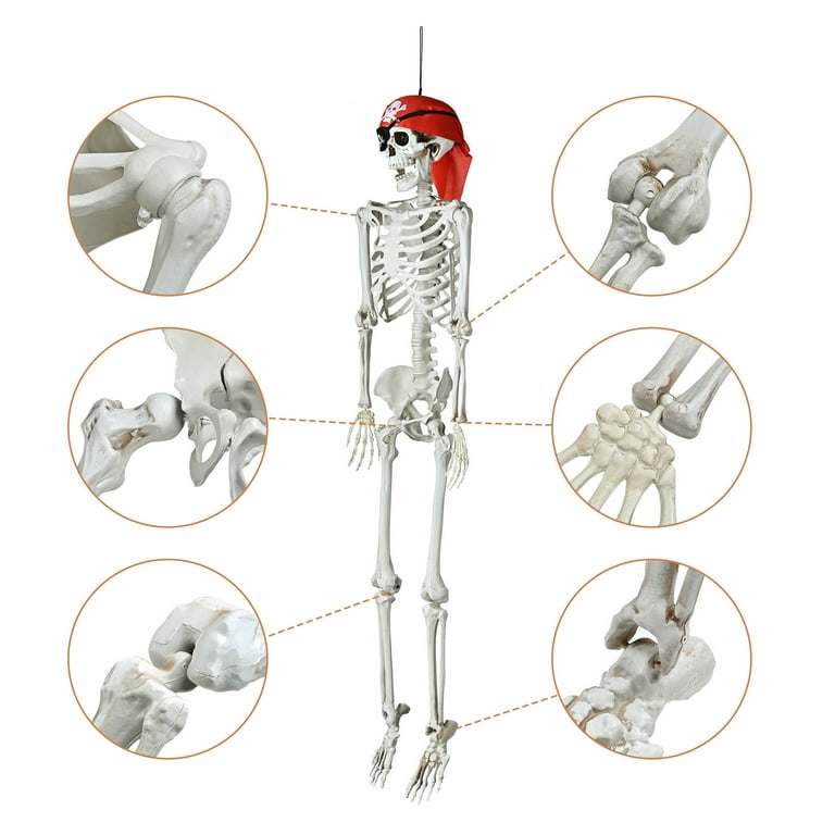 Skeletal System Movable Joints
