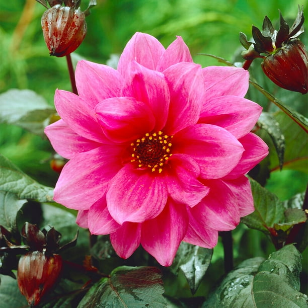 Flower Bulb Catalogues