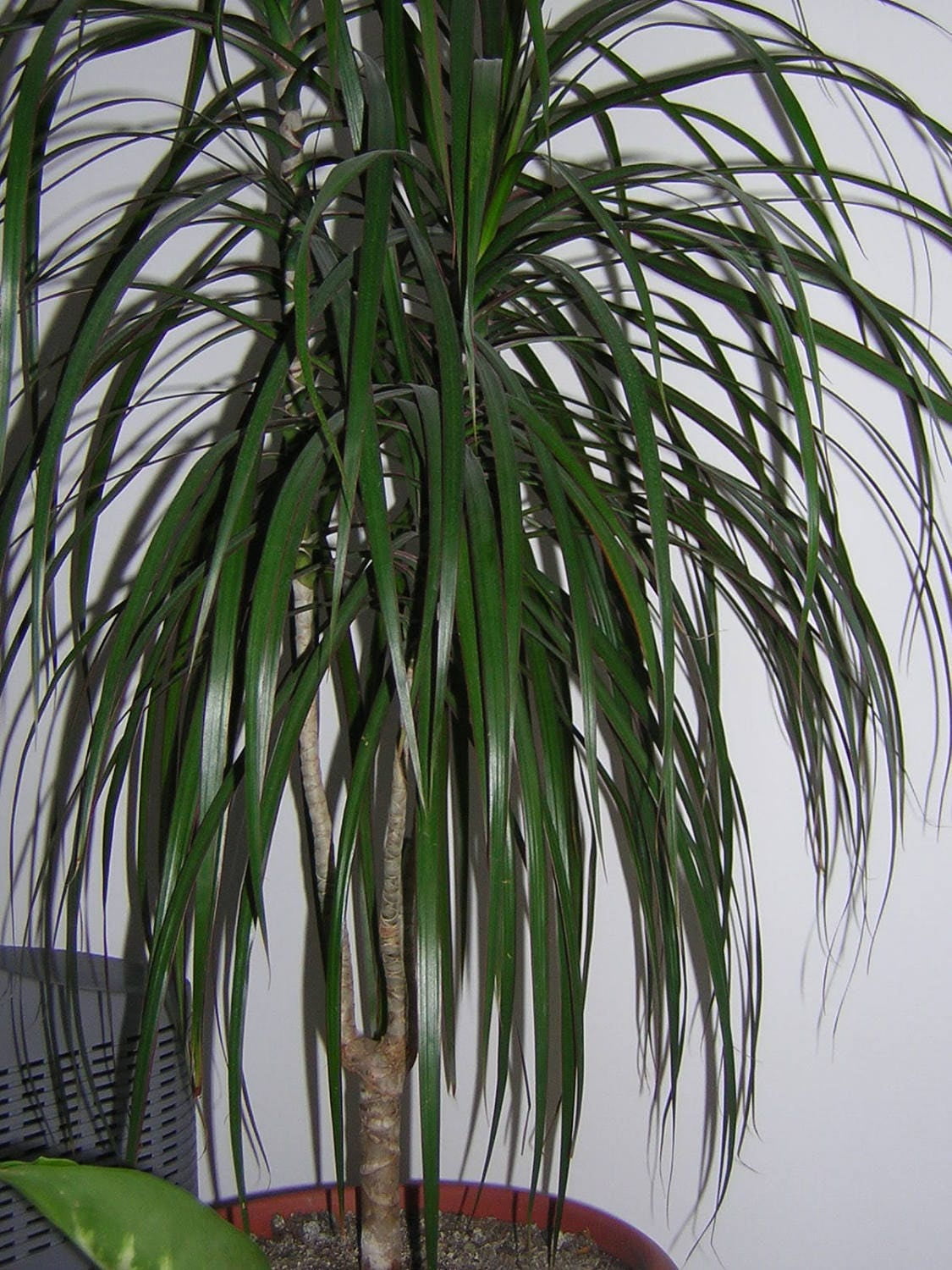 25 BLUE DRACAENA ( Spikes / Broad Leaved Cabbage Tree / Mountain ...