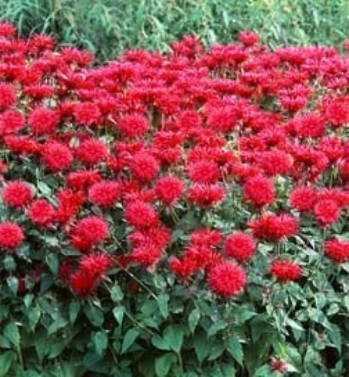 3 Bee Balm Fireball Monarda Plants in Separate 4 inch containers ...
