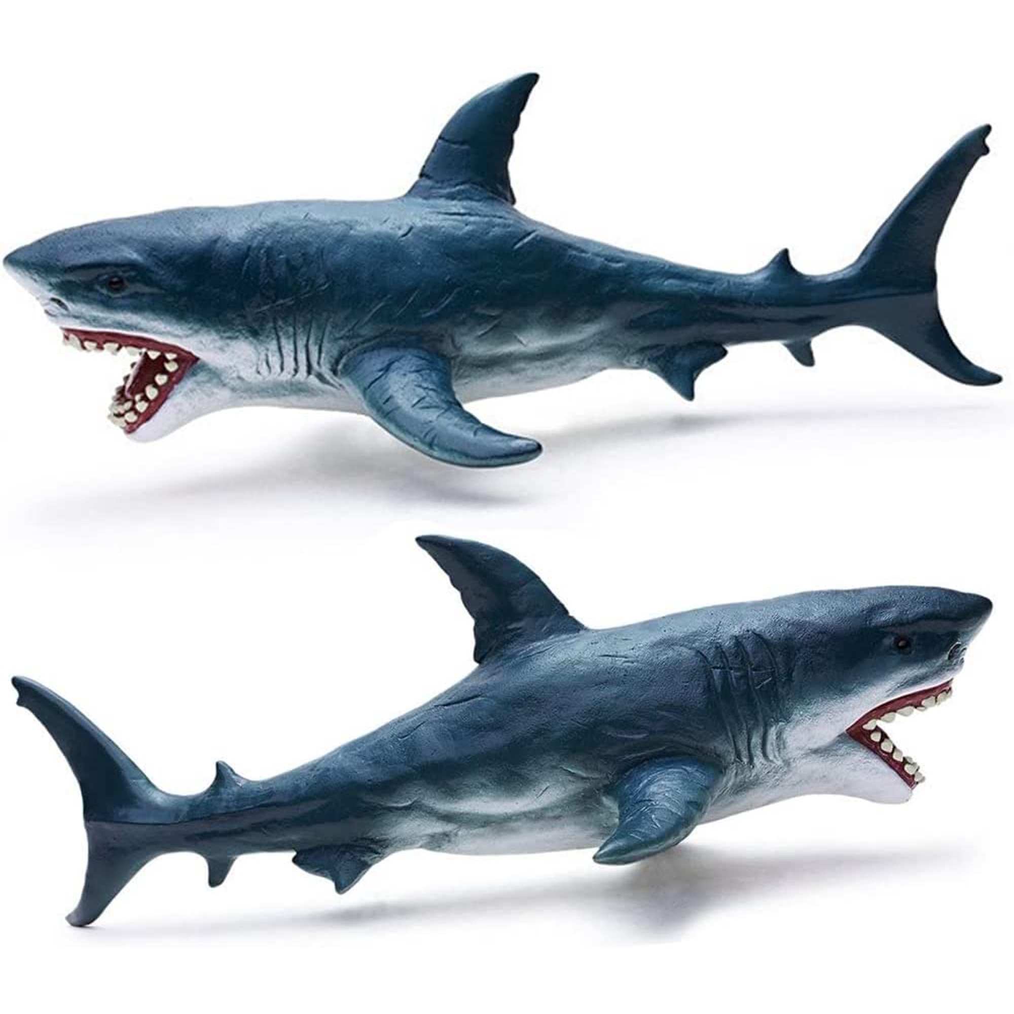Great White Shark Images For Kids