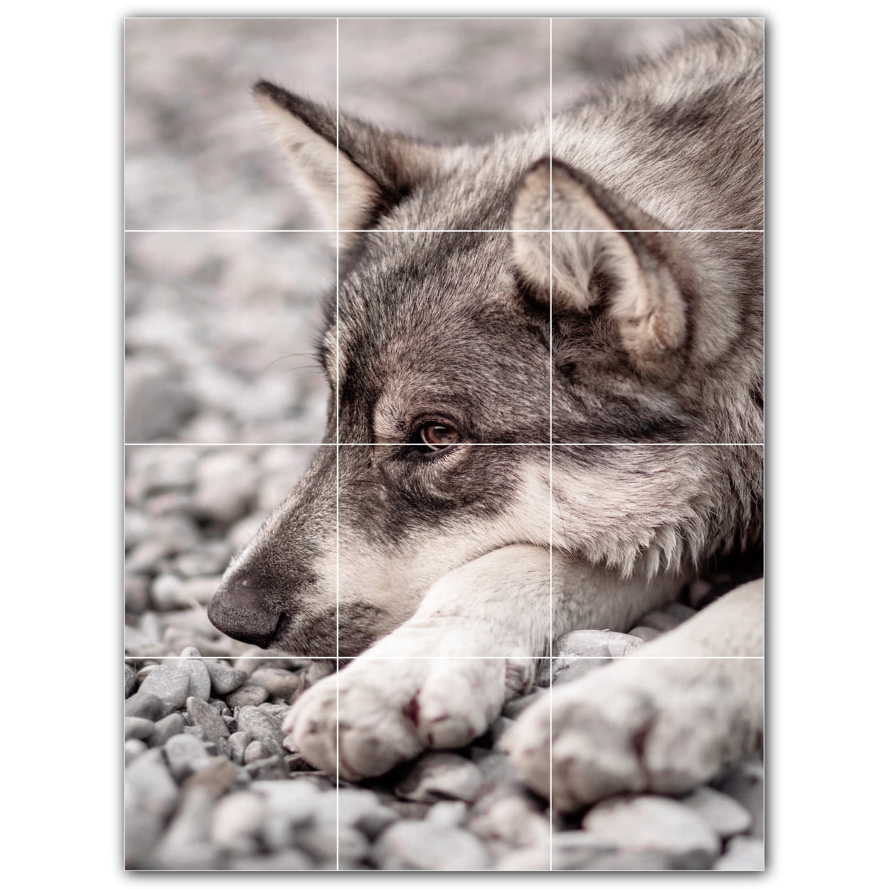 Picture-Tiles.com: Wolf Ceramic Tile Wall Mural WAL501234-34XL. 36"W x ...