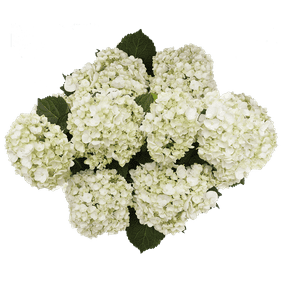 50 Stems of Red Roses- Beautiful Fresh Cut Flowers- Express Delivery ...