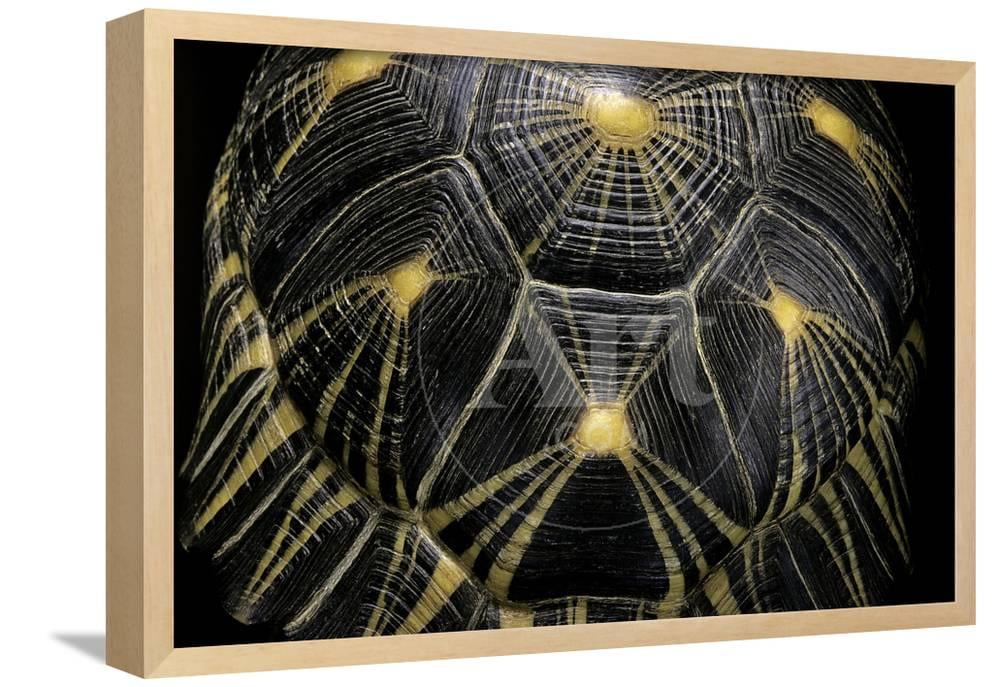 Geochelone Radiata Radiated Tortoise, Animals Framed Art Print Wall Art ...