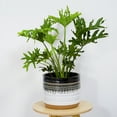 Better Homes & Gardens 8" x 8" x 7" Round Black and White Ceramic Plant ...