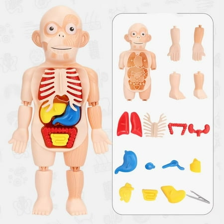 NETSENG Children's early education human organ model simulation toys ...