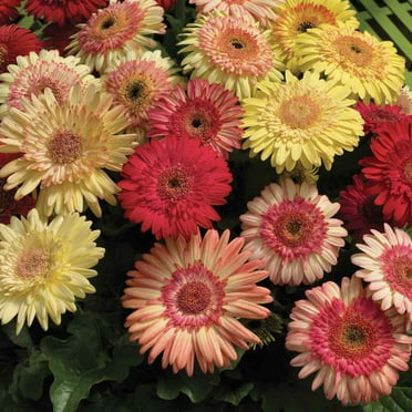 Outsidepride Crossandra Yellow Splash - 30 Seeds - Walmart.com