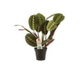 Exotic Angel Plant Live Plant Multi-Color Foliage Assorted in 3.8in Pot ...
