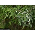 Southern Red Cedar Tree 3 Live Plants Juniperus virginiana Silicicola ...