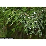 Southern Red Cedar Tree - 10 Live Juniperus virginiana Silicicola ...