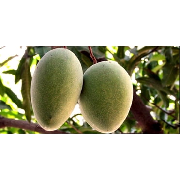 JAVAGREEN Live Mallika Dwarf Mango Tree, 2-4 Feet, Cold Hardy to 27Â°F ...