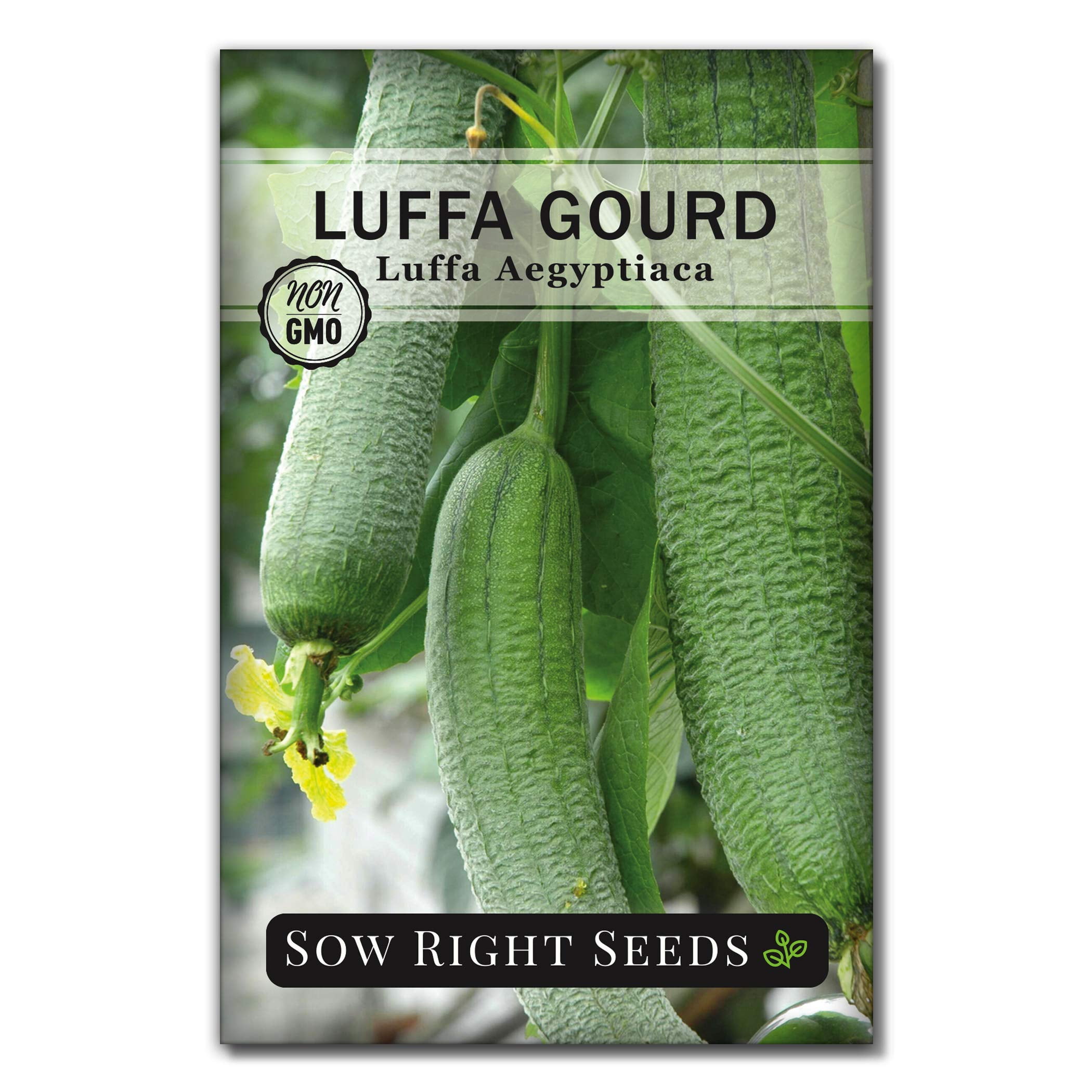 Sow Right Seeds - Luffa Gourd Seed for Planting - Non-GMO Heirloom ...