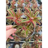 Red Taco Plant, 4 inch Peperomia graveolens Ruby Glow - Walmart.com