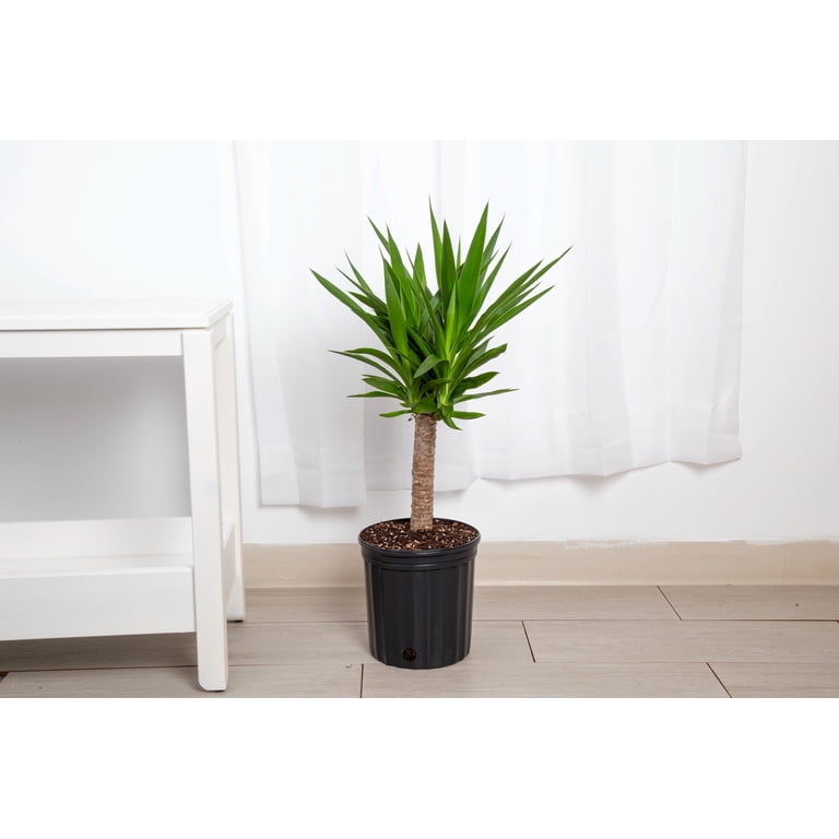 Yucca Plant Indoor