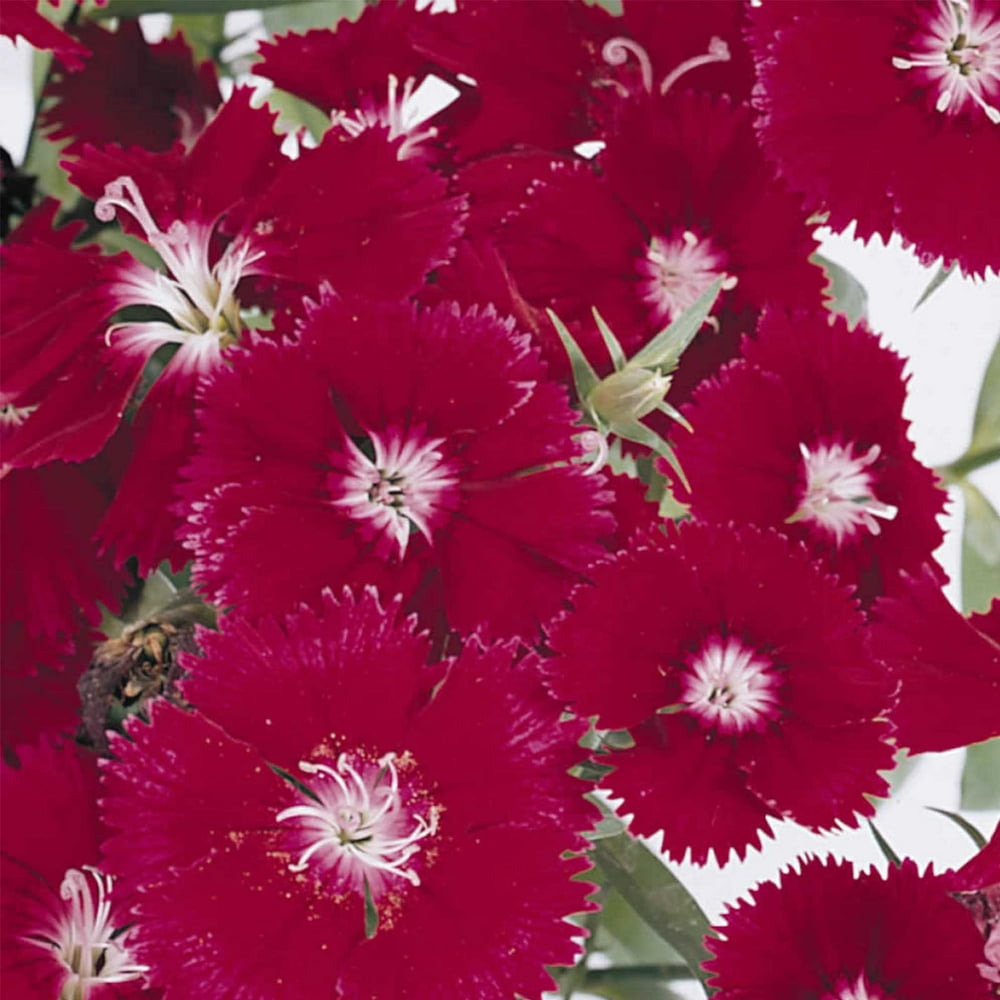Dianthus Floral Lace Series Flower Seeds - Crimson - 500 Seeds - Annual ...
