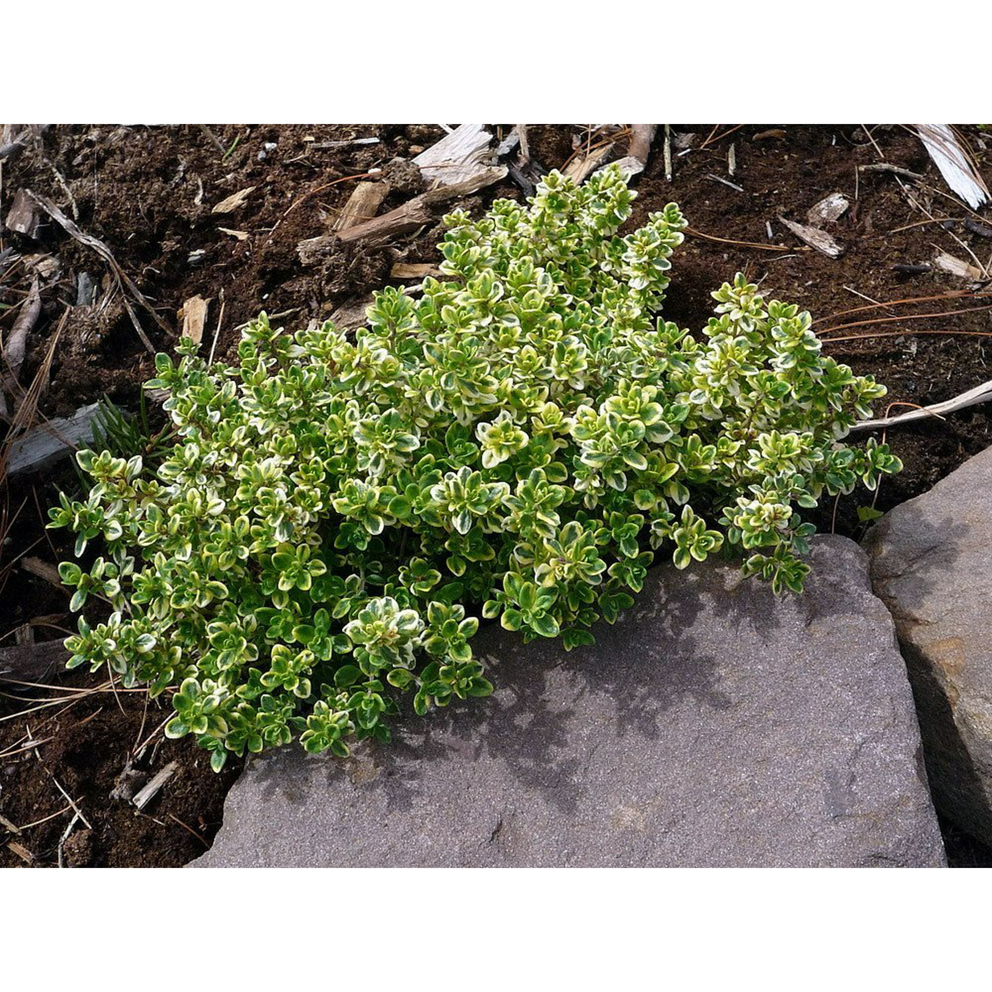 Lemon Thyme Plant