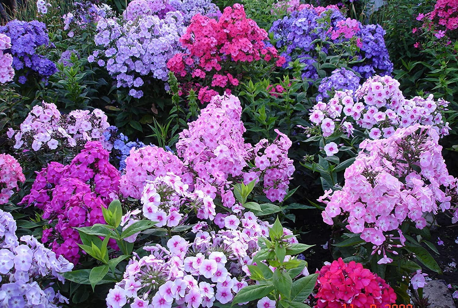 1,000+ Mixed Color Phlox Seeds for Planting - Creeping Ground Cover ...