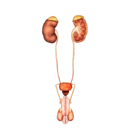 Anatomy of human male urinary system, front view Poster Print (23 x 33 ...