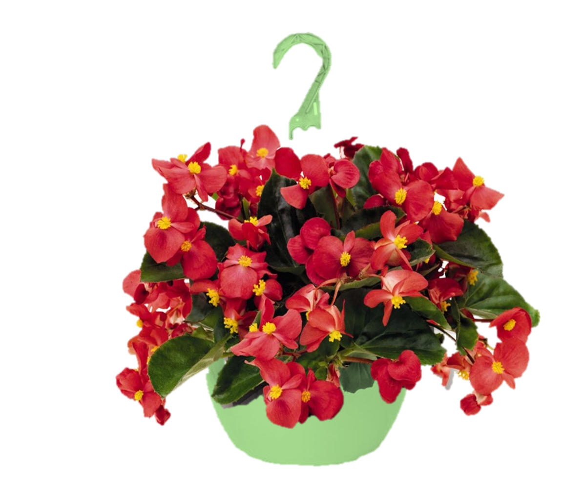 Expert Gardener 1.5G Begonia Senator Iq Series Scarlet Hanging Basket ...