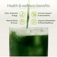MushMatcha Traditional Ceremonial Matcha Powder Organic Japanese ...