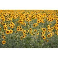 Ruby Passion Sunflower Flowering Seeds, 15 seeds per pack - Walmart.com