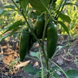 Plant Good Seed Megatron F1 Jalapeno Pepper Seeds for Planting: Jumbo ...
