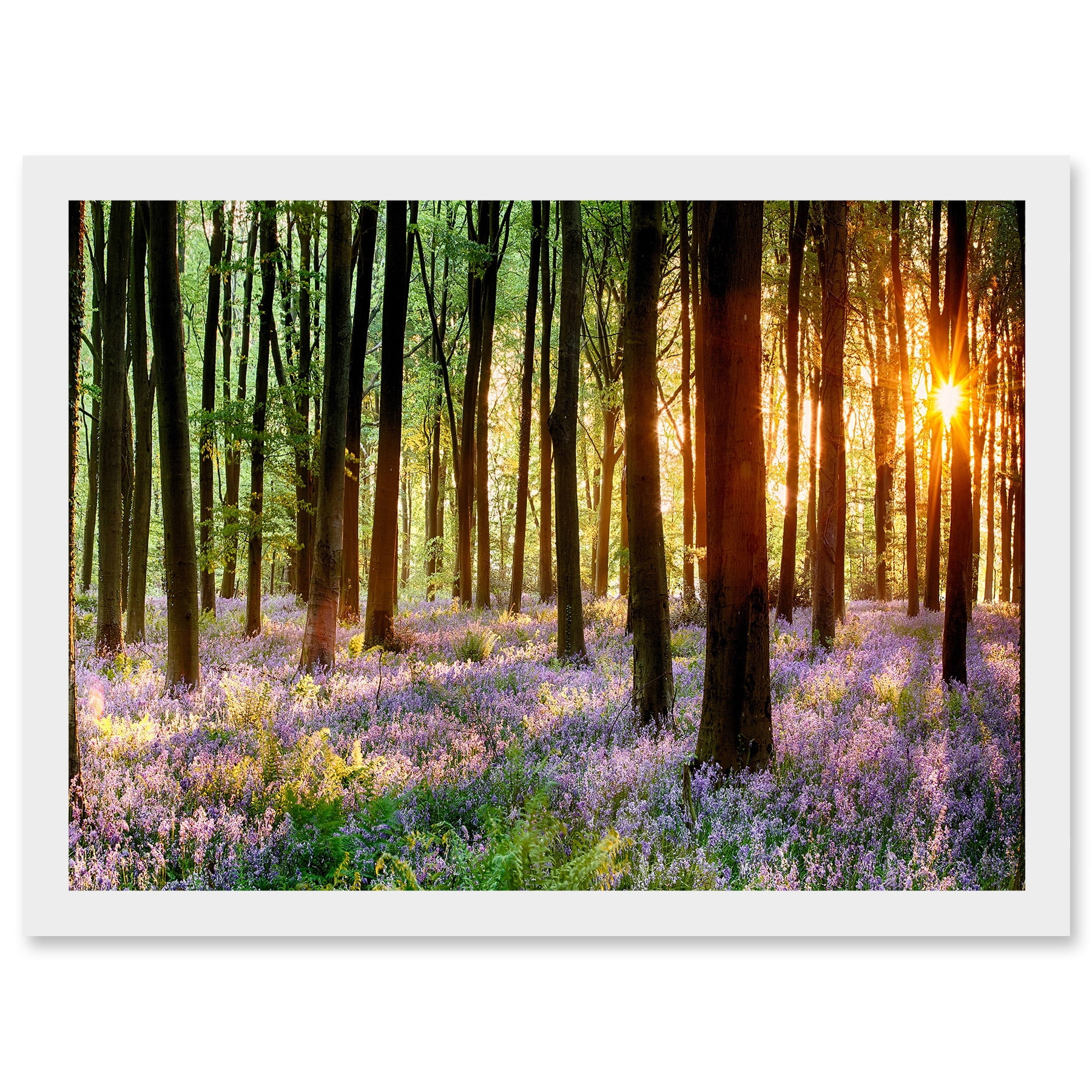Bluebell Wood Sunrise Trees Photo A4 Artwork Framed Wall Art Print ...