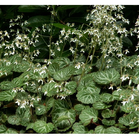 Strawberry Begonia Plant - 4" Pot - Saxifraga - Easy House Plant ...