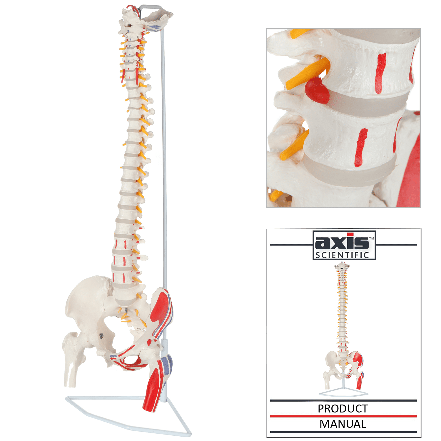 Anatomical Models Includes Stand 3 Year Warranty Axis Scientific ...