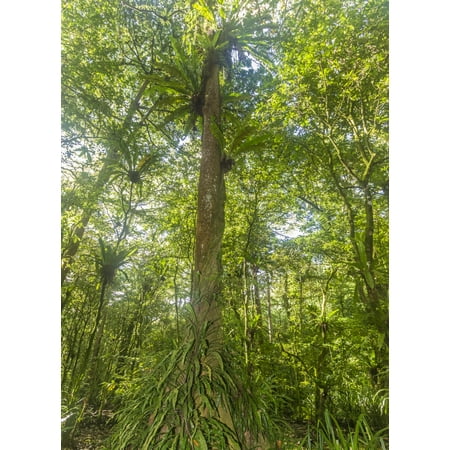 Kosrae, Micronesia. Ka tree covered with ferns in Yela, a protected ka ...