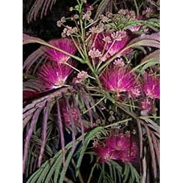 25 MIMOSA TREE E H WILSON Hummingbird Pink Flower Albizia Julibrissin ...
