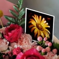 3drose, Yellow Daisy Flower - Photography Flowers, 6 Greeting Cards ...
