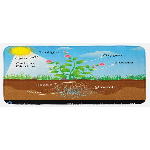 Diagram Photosynthesis