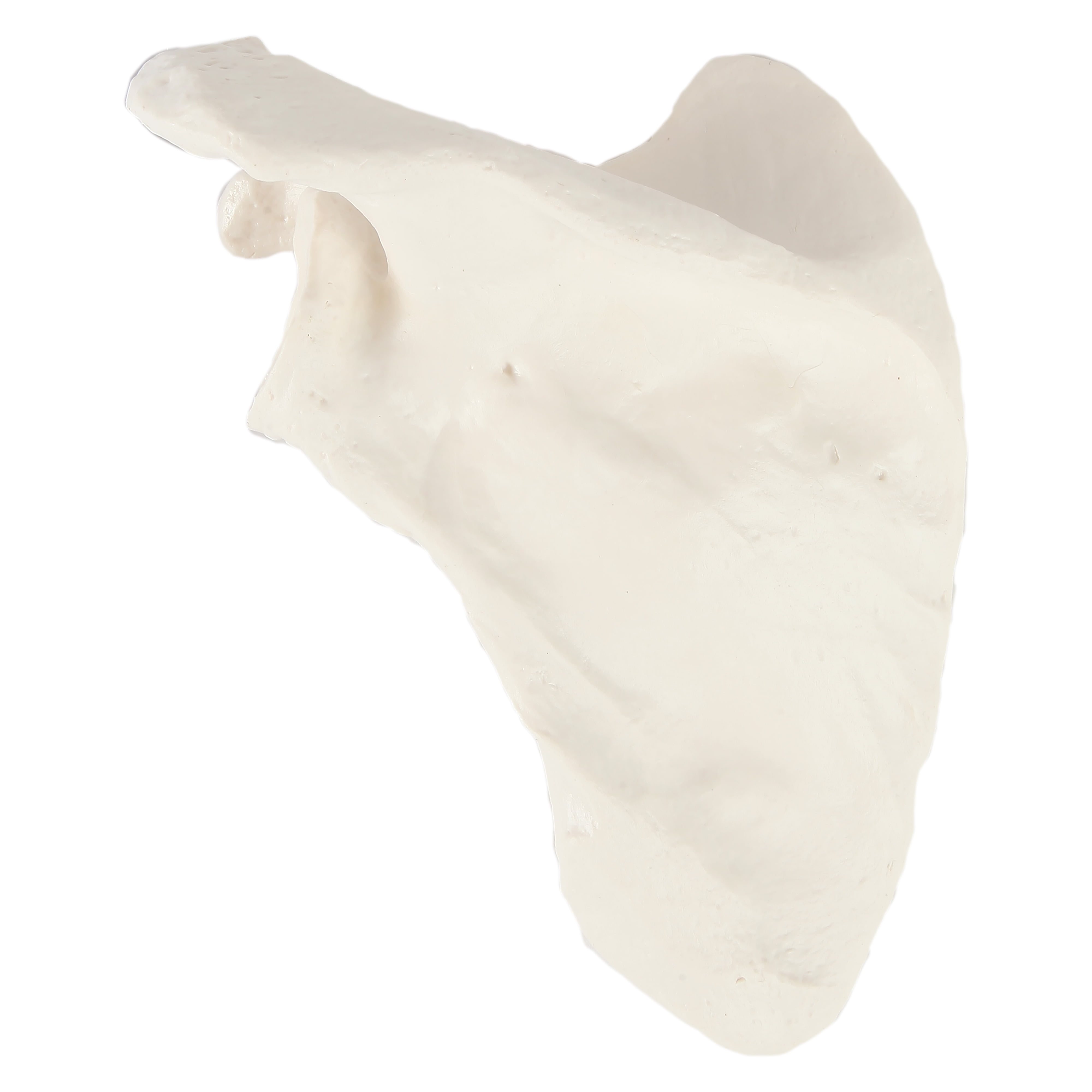 Left Scapula