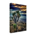 Trademark Fine Art 'Joshua Tree Sunset I' Canvas Art by Janice Sullivan ...