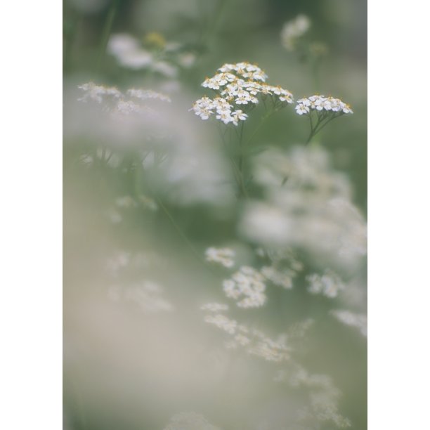 Cow Parsnip, Alberta, Canada Poster Print (11 x 16) - Walmart.ca