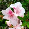 Azalea Encore Autumn Chiffon Live Shrubs (2 Gallon) - Walmart.com