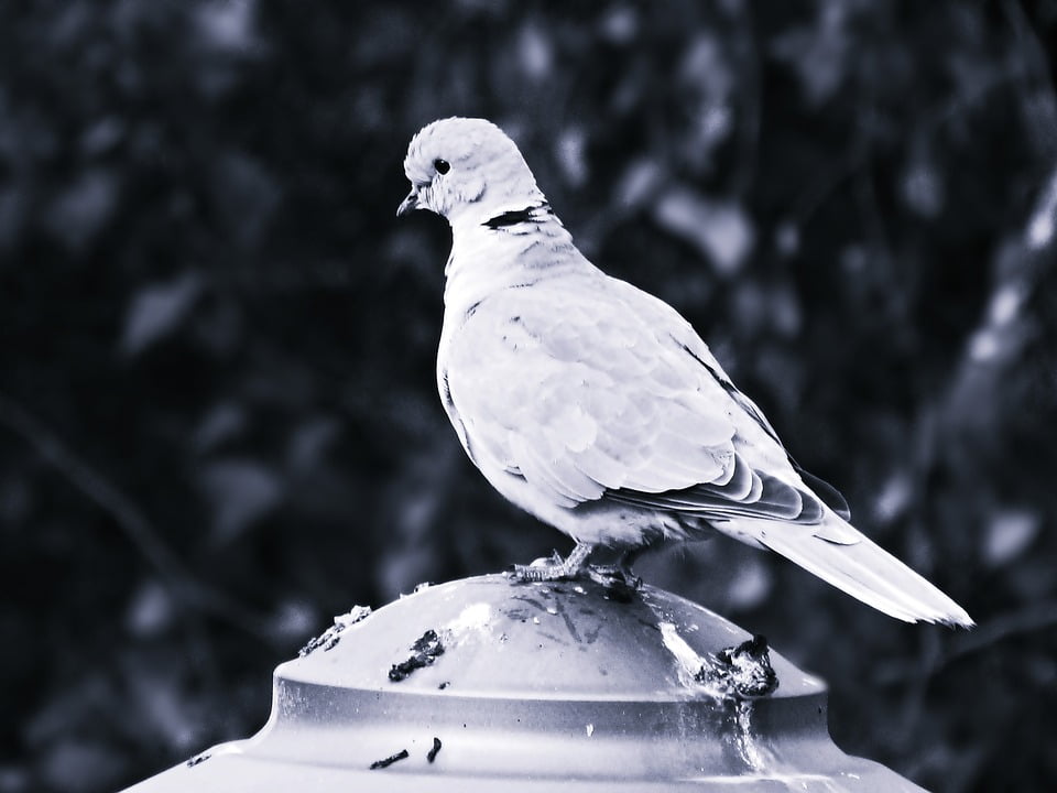 Peel-n-Stick Poster of Dove Freedom Nature Bird Nature Dove Poster ...