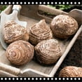 Bold Tropical Elephant ear Bulbs Elephant ear Collection Ornamental ...