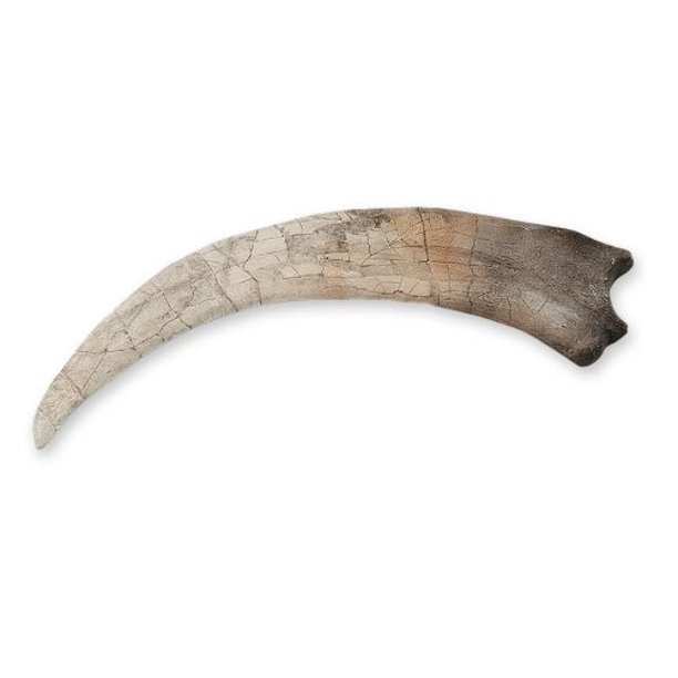 Amazing Therizinosaurus Dinosaur Claw (Recreation) - Walmart.com