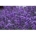 300 ITALIAN LAVENDER Lavandula Angustifolia Lavender Blue Purple ...