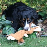 Snuggle Puppy Tender-Tuffs - Water Bottle Cruncher with Crinkle Action ...