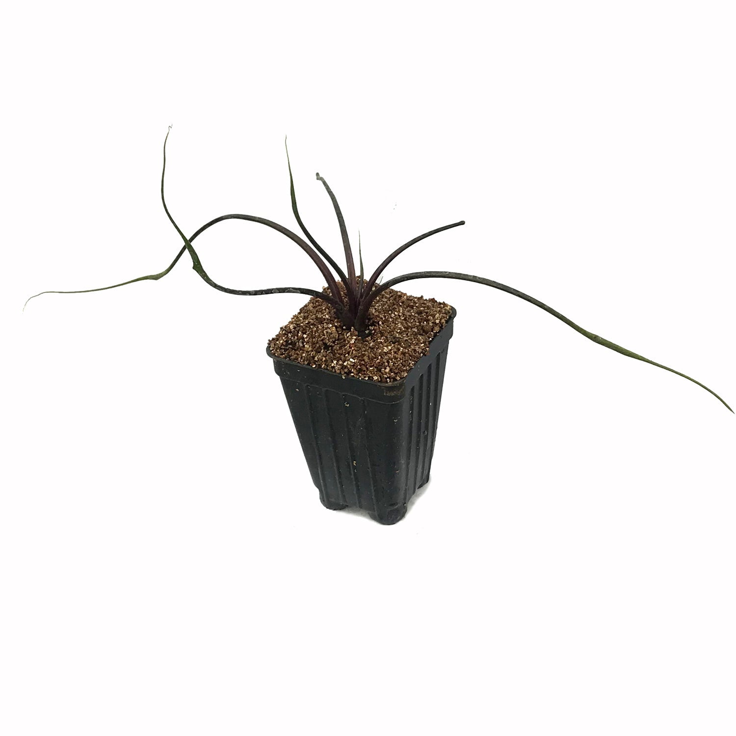 Flying Squid Elephant Ear Live Plant - Alocasia plumbae - Wellspring ...