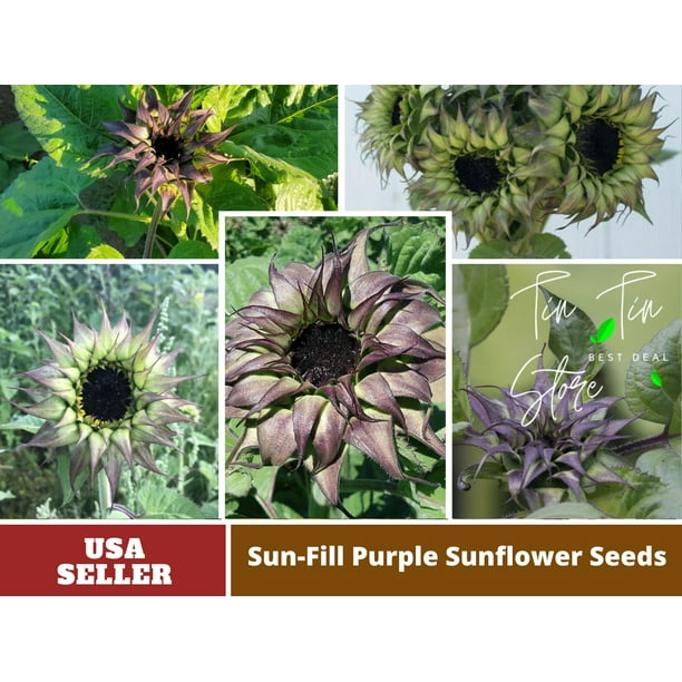 25+ Seeds-Sun-Fill Purple Sunflower Seed #E007-Authentic Seeds-Flowers ...