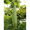 TomorrowSeeds - Buab Moom Angled Luffa Gourd Seeds - 30+ Count Packet ...
